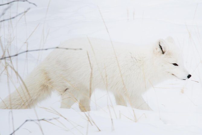 Active Winter Adventure in Yukon | 5 days - The Sum Up