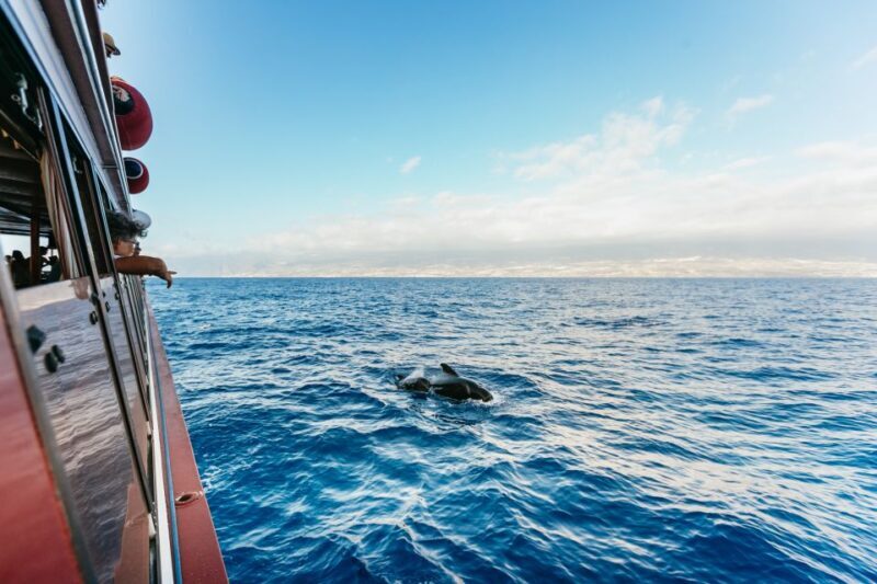Adeje: Whale and Dolphin Watching Cruise with Lunch and Swim - Key Points