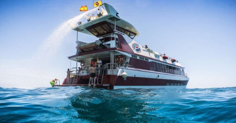 Adeje: Whale and Dolphin Watching Cruise with Lunch and Swim - Detailed Review of the Whale and Dolphin Watching Cruise