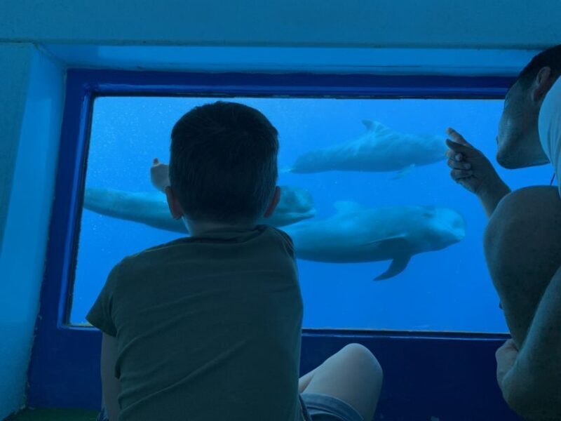 Adeje: Whale and Dolphin Watching Cruise with Lunch and Swim - The Sum Up