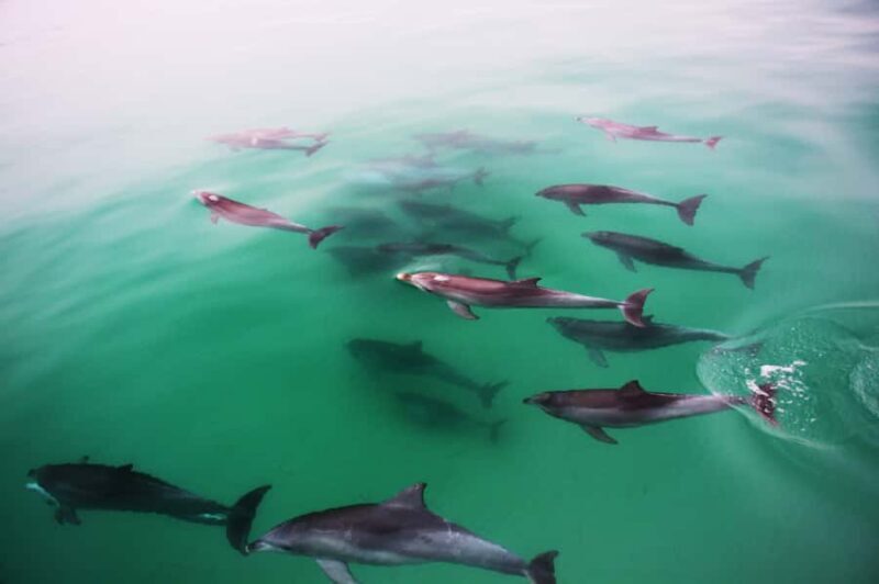 Adelaide: 4-Hour Guaranteed Wild Dolphin Watching Cruise - Why This Tour Is a Great Choice