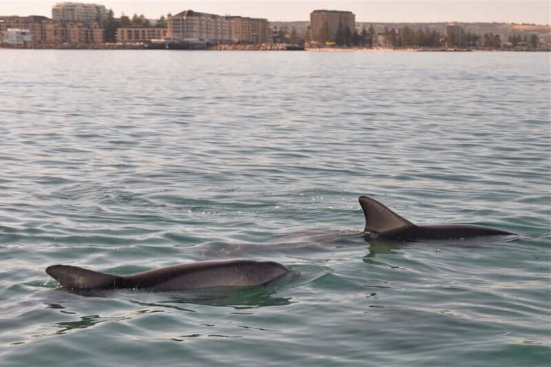 Adelaide: 4-Hour Guaranteed Wild Dolphin Watching Cruise - FAQ