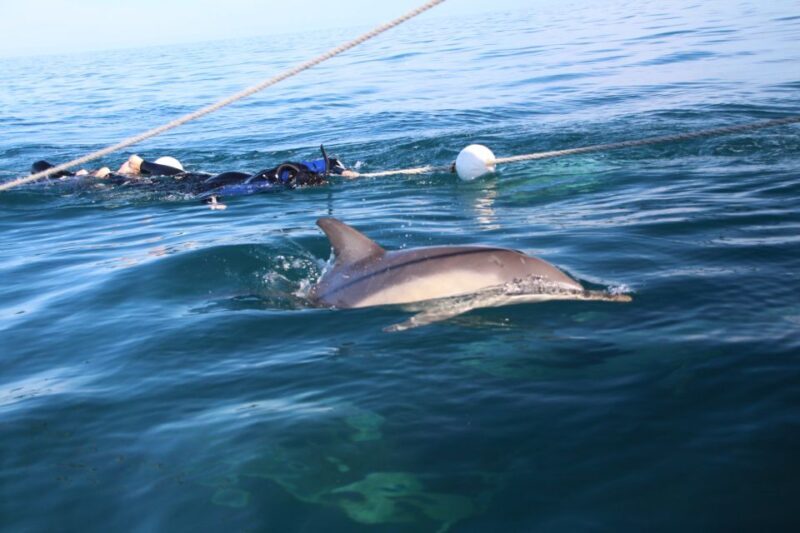 Adelaide: 4-Hour Swimming with Dolphins Experience - Authentic Experiences from Real Travelers
