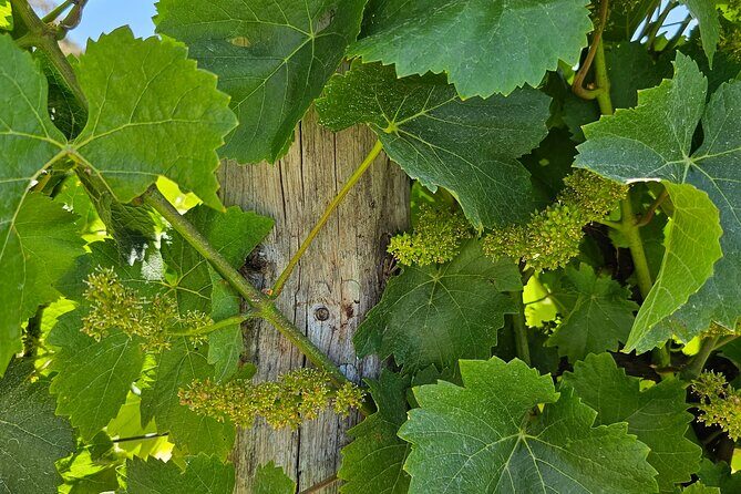 Adelaide City Full-Day Tour - Analyzing the Itinerary: What to Expect and Why It Matters