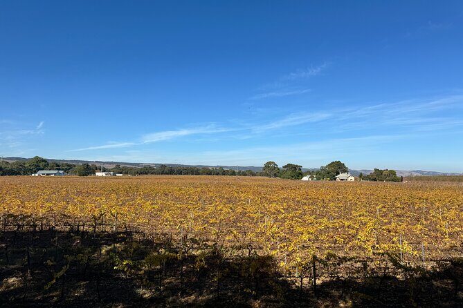 Adelaide City Highlights via Hahndorf Half-Day Tour - Key Points