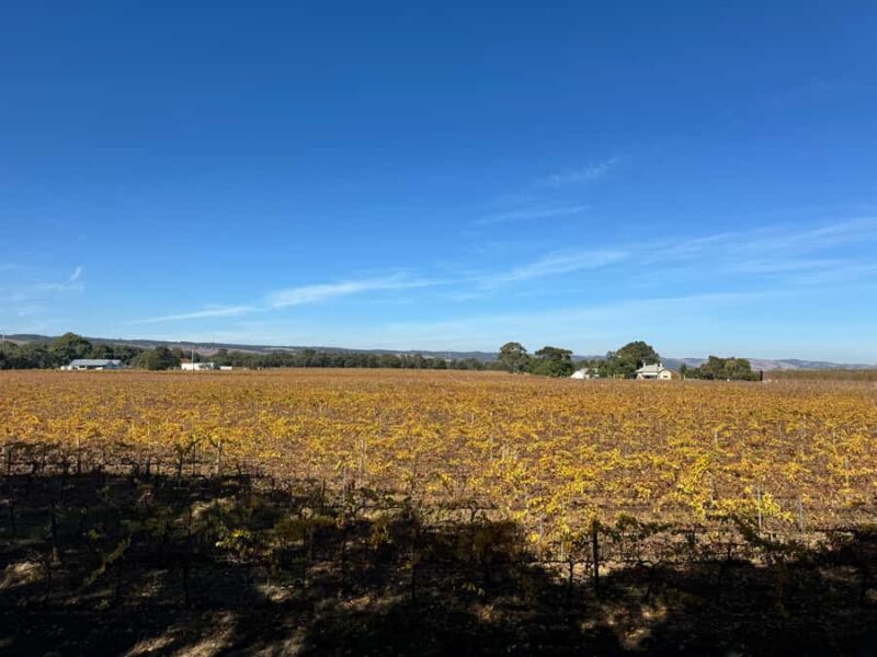 Adelaide City Highlights via Hahndorf Half-Day Tour - Key Points