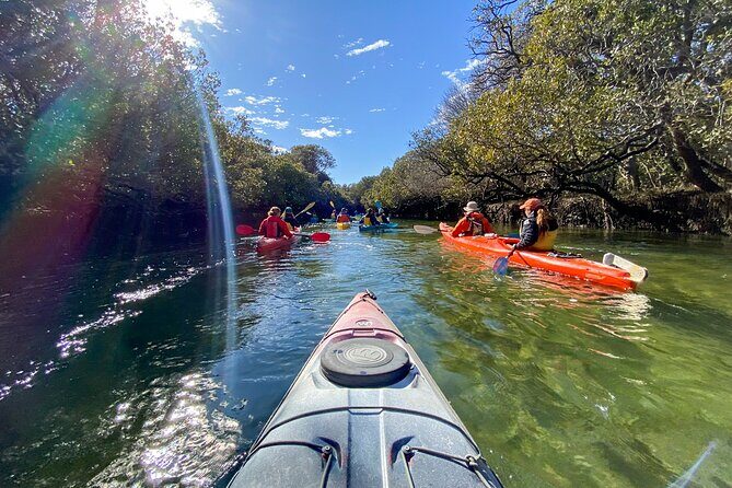 Adelaide Dolphin Sanctuary and Ships Graveyard Kayak Tour - The Experience in Detail