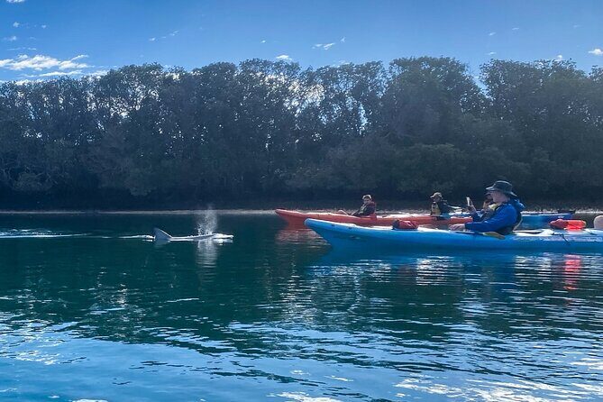 Adelaide Dolphin Sanctuary and Ships Graveyard Kayak Tour - FAQ
