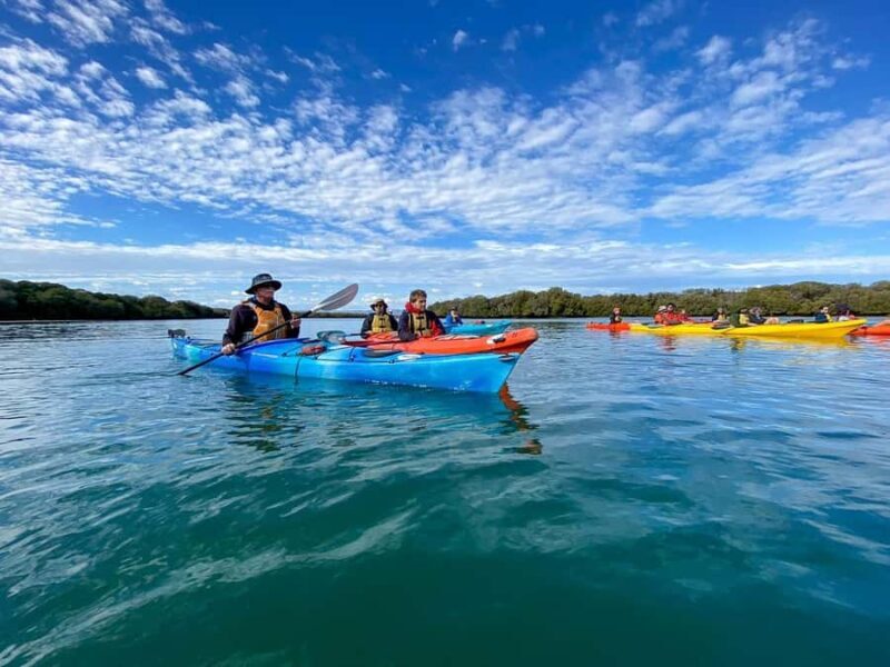 Adelaide: Dolphin Sanctuary Mangroves Kayak Tour - Group Size, Cost, and Booking Practicalities
