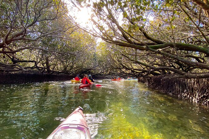 Adelaide Dolphin Sanctuary Mangroves Kayaking Tour - Final Thoughts