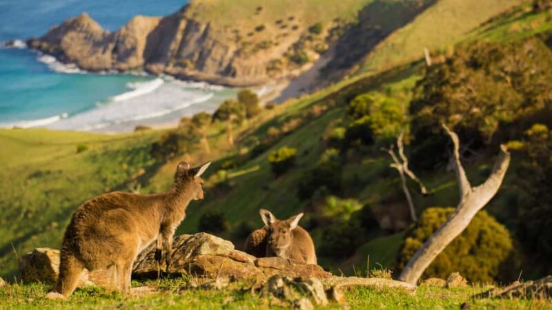 Adelaide: Fleurieu Gourmet 4-Day Walking Tour - Key Points