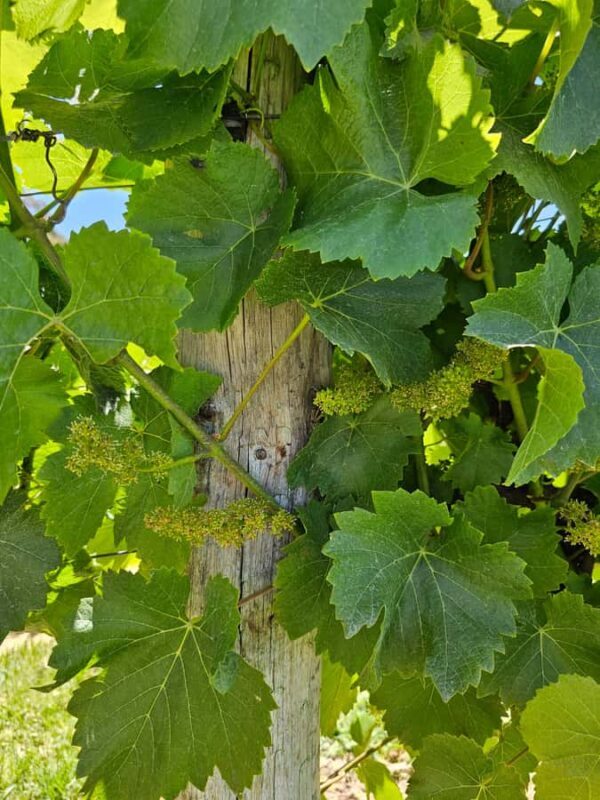 Adelaide: Hahndorf & Hills Wine and/or Gin Tour - Indulging in Wine and Gin Tasting