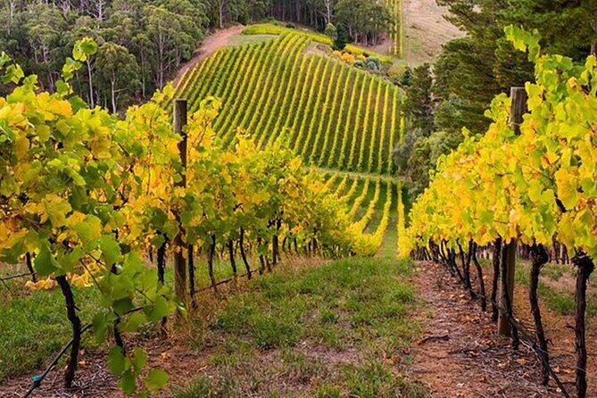 "Adelaide Hills Escape: Wine, Scenery, and Charm" - Authentic Experiences as Reported by Reviewers