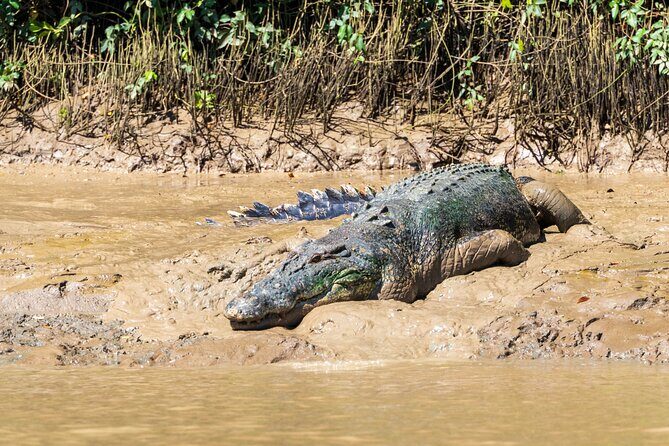 Adelaide River Cruises - Jumping Crocodile Experience - Pricing and Value