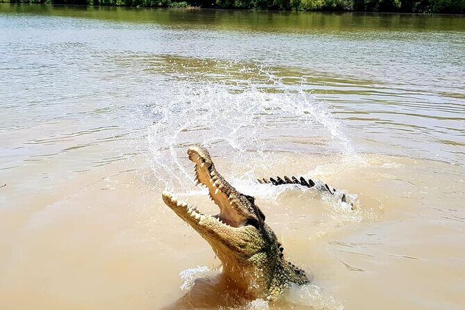 Adelaide River Cruises - Jumping Crocodile Experience - Who Should Do This Tour?