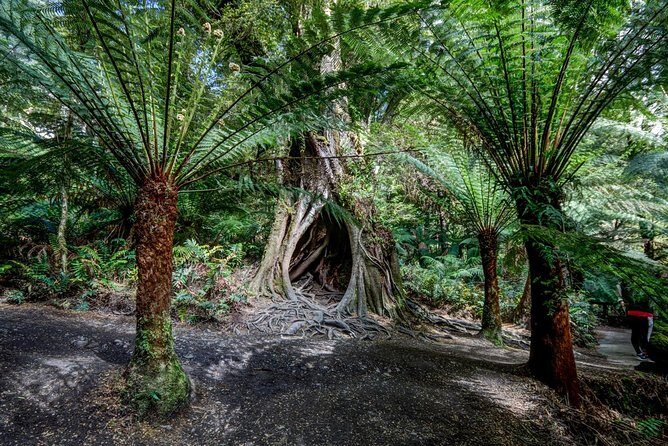 Adelaide to Melbourne 3-Day Trip Grampians and Great Ocean Road - The Value and Cost