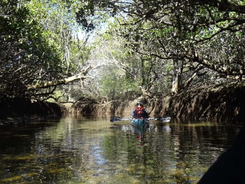 Adelaide: Twilight Mangrove Creek Kayak Tour - Why Choose This Experience?