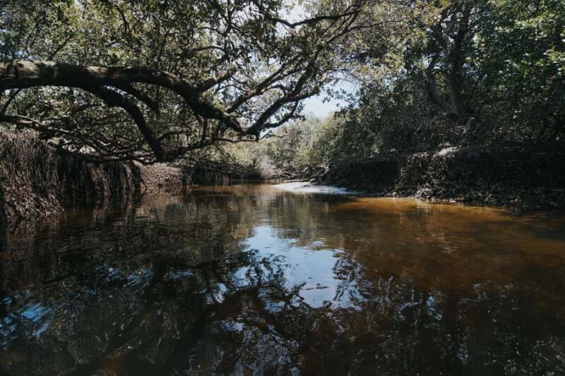 Adelaide: Twilight Mangrove Creek Kayak Tour - FAQ