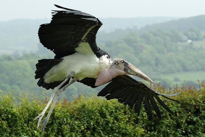 Admission Pass to Eagle Heights in Kent - Authentic Reviews and Insights