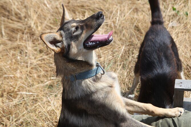 Admission Pass to Eagle Heights in Kent - Who Will Love This Experience?