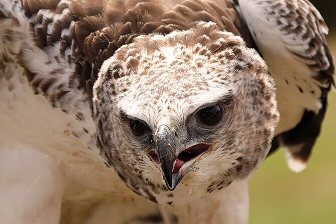 Admission Pass to Eagle Heights in Kent - The Sum Up