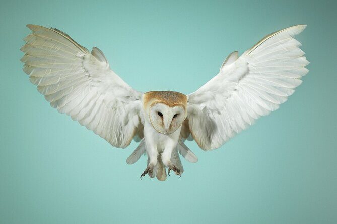 Admission Pass to Eagle Heights in Kent - FAQ