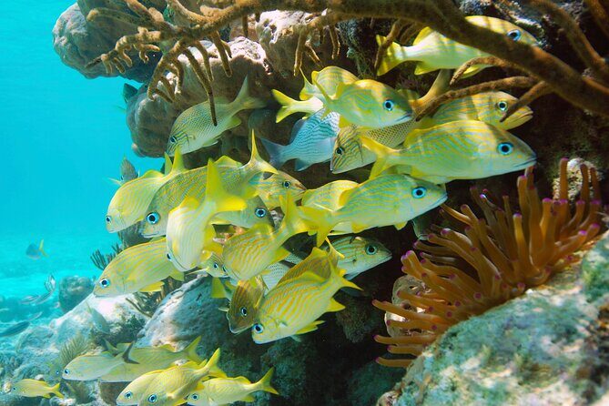 Adrenaline Experience - Snorkel, Rappell & Ziplines from Riviera Maya - Who Should Consider This Tour?