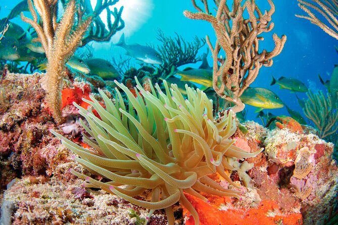 Adrenaline Experience - Snorkel, Rappell & Ziplines from Riviera Maya - FAQ