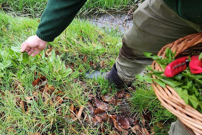 Adult Foraging Walk & Bushcraft Cookery Course for Beginners - Practical Tips for Future Participants