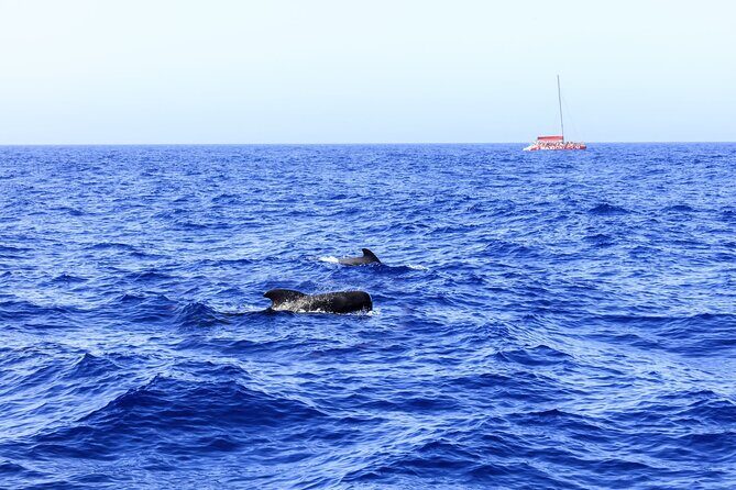 Adults Only Tenerife Freebird Whale Dolphin Catamaran with Lunch - Final Thoughts