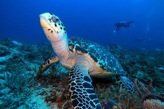 Advanced Open Water Diver course PADI in Playa del Carmen - The Itinerary and What to Expect