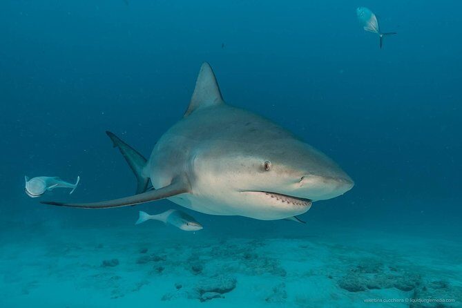 Advanced Open Water Diver course PADI in Playa del Carmen - Frequently Asked Questions