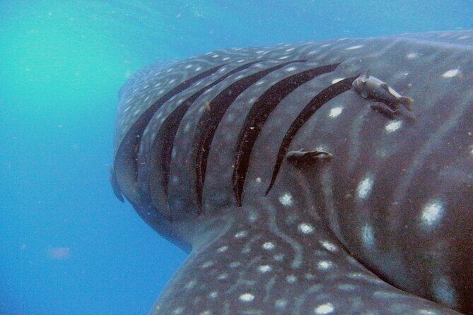 Adventure and Snorkel with the Whale Shark departing from Cancun - Key Points