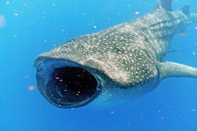 Adventure and Snorkel with the Whale Shark departing from Cancun - Who Should Book This Tour?