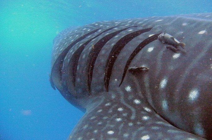 Adventure and Snorkel with the Whale Shark departing from Cancun - FAQ