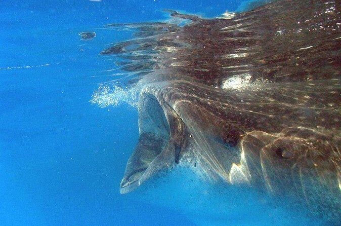 Adventure and Snorkel with the Whale Shark From Playa del Carmen - Who Is This Tour Best For?