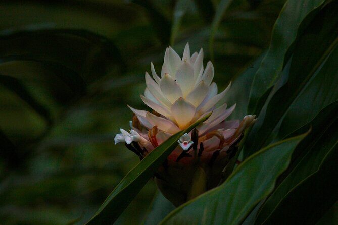 Adventure DE Ziplines and Exotic Gardens EN Huatulco - Authentic Experiences and Hidden Gems