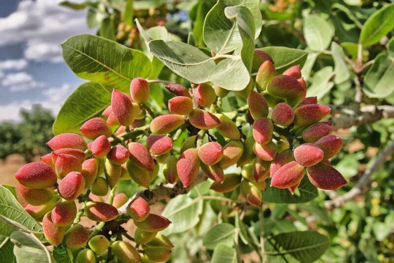 Aegina: Organic Pistachio Orchard Tour with Factory Visit - Authenticity and Review Insights