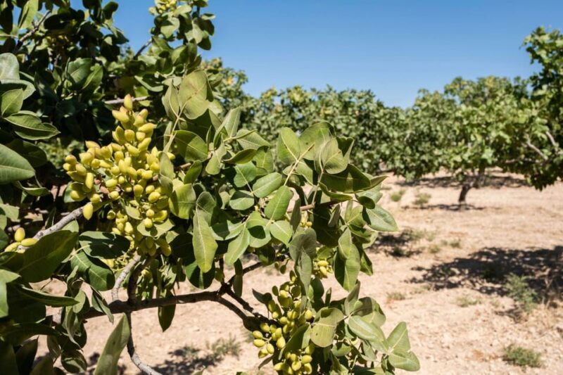 Aegina: Organic Pistachio Orchard Tour with Factory Visit - Final Thoughts: Is It Worth It?