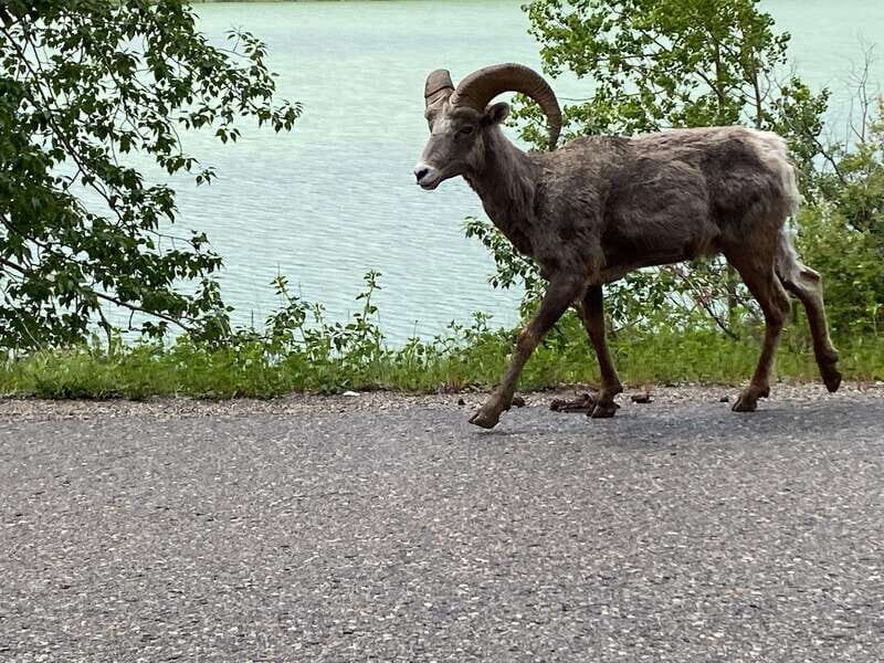 Affordable Banff, Lake Louise & Moraine Lake DayTrip Shuttle - An Honest Look at the Affordable Banff, Lake Louise & Moraine Lake DayTrip Shuttle