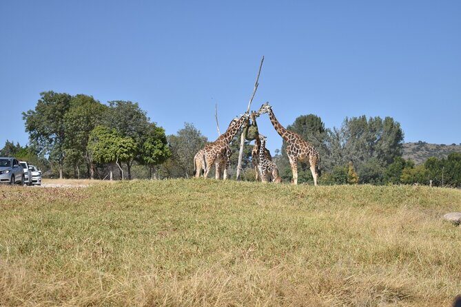 Africam safari (private tour) - Key Points  