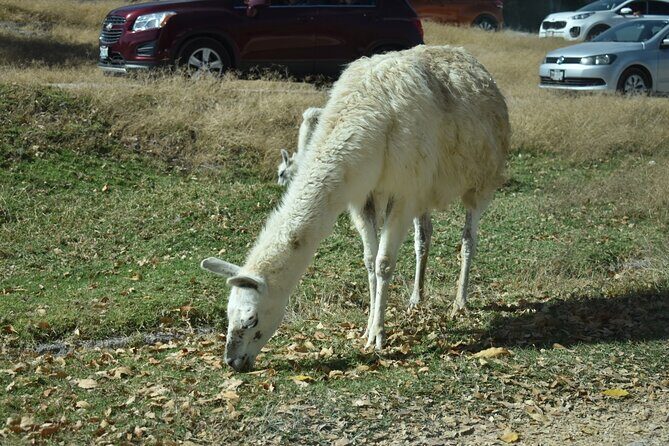 Africam safari (private tour) - FAQ  