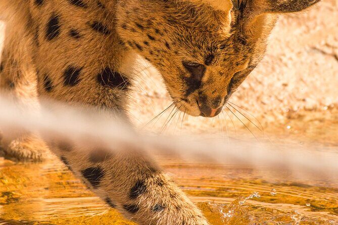 African Cat Experience at Werribee Open Range Zoo - excl. entry - In-Depth Review of the African Cat Experience