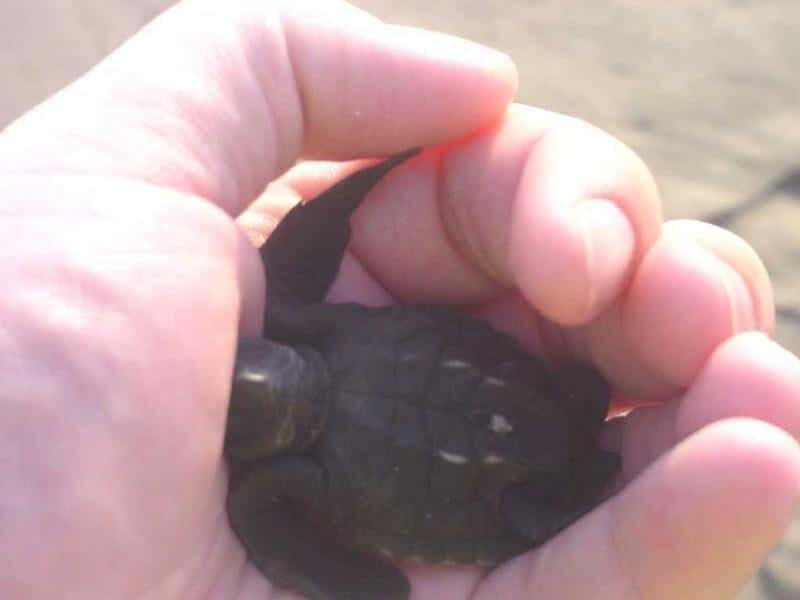 *Afro-Mex Village Horse Ride, Turtle Release Crocodile Farm - An Overview of the Afro-Mex Village Horse Ride, Turtle Release, and Crocodile Farm Tour