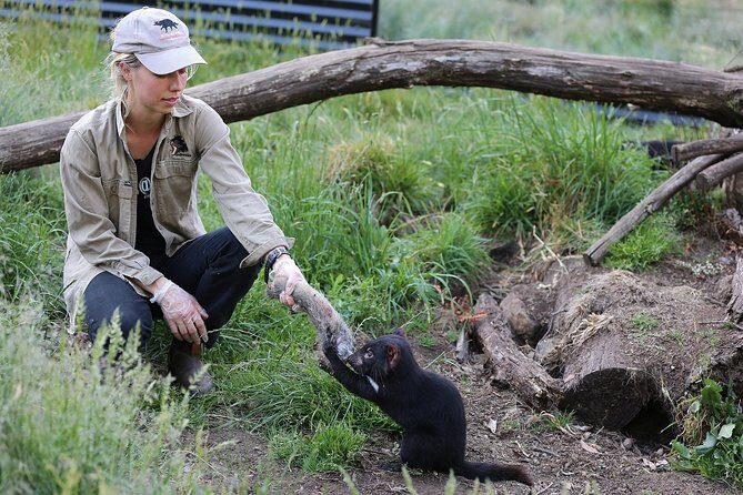 After Dark Tasmanian Devil Feeding Tour at Cradle Mountain - Key Points