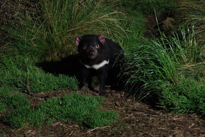 After Dark Tasmanian Devil Feeding Tour at Cradle Mountain - A Deep Dive into the Experience