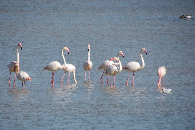 Afternoon birdwatching at Lagoa dos Salgados - What to Expect from the Itinerary