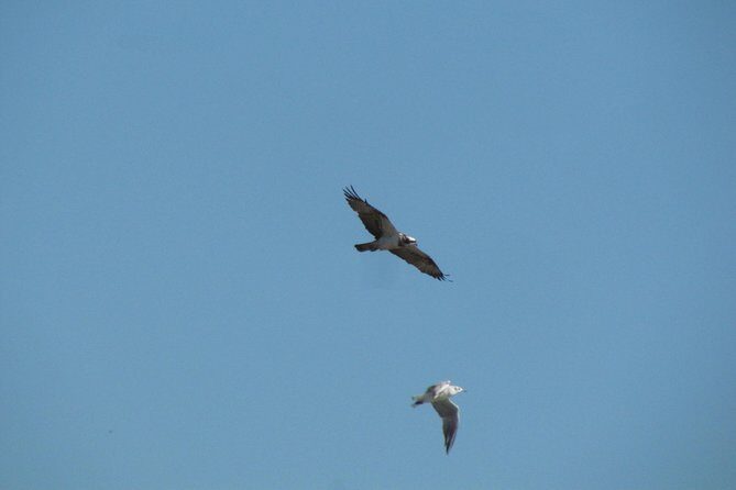 Afternoon birdwatching at Lagoa dos Salgados - In-Depth Look at the Experience