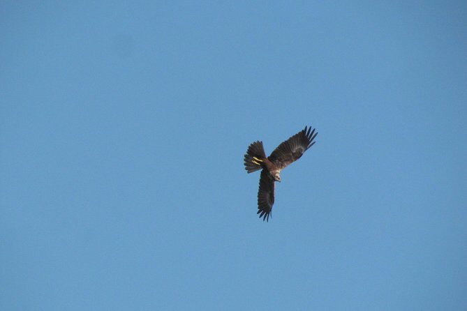 Afternoon birdwatching at Lagoa dos Salgados - Frequently Asked Questions