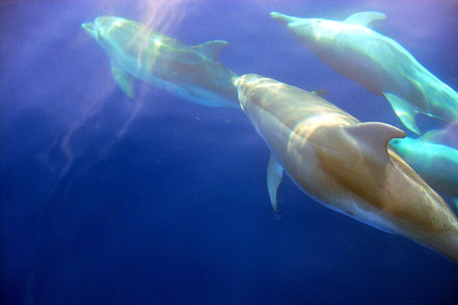 Afternoon Boat Tour to Cinque Terre with brunch on board - FAQ